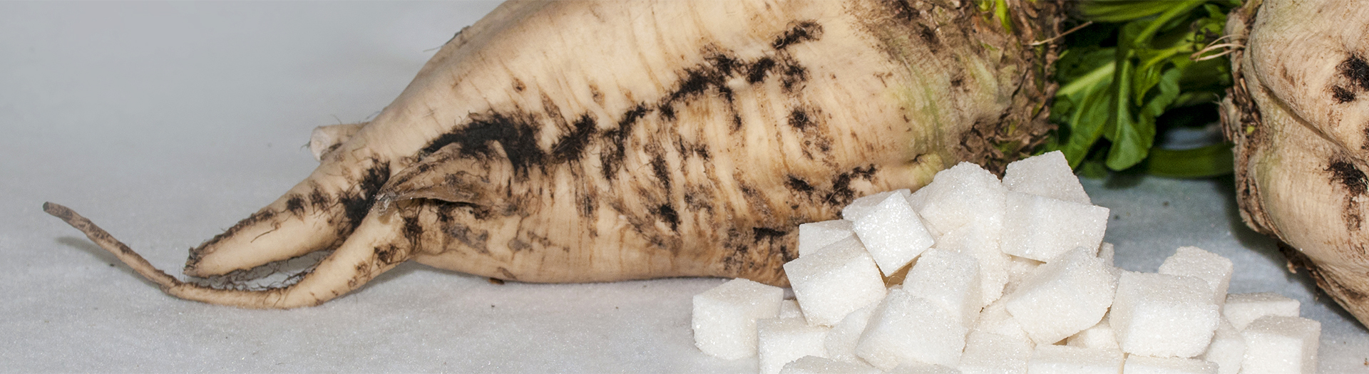 Beet sugar extraction | Vaisala